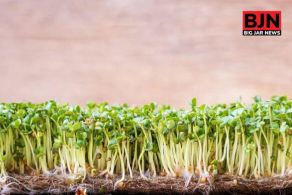 Top 6 Best Cash Crops In The World - 2021 Guide | Big Jar News